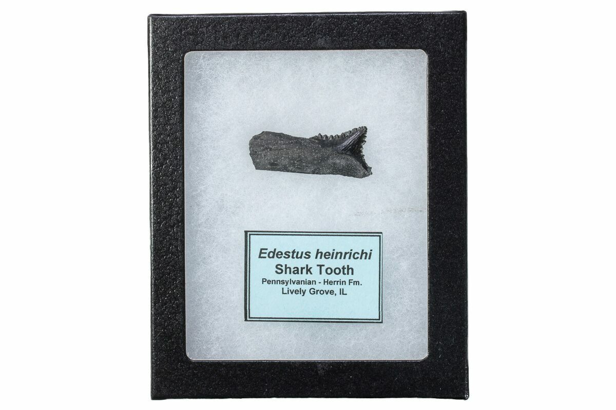 1.8" Bizarre Shark (Edestus) Jaw Section with Tooth - Carboniferous ...