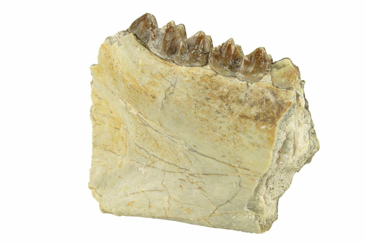 2.75" Oreodont (Merycoidodon) Jaw Section - South Dakota (#268760) For ...