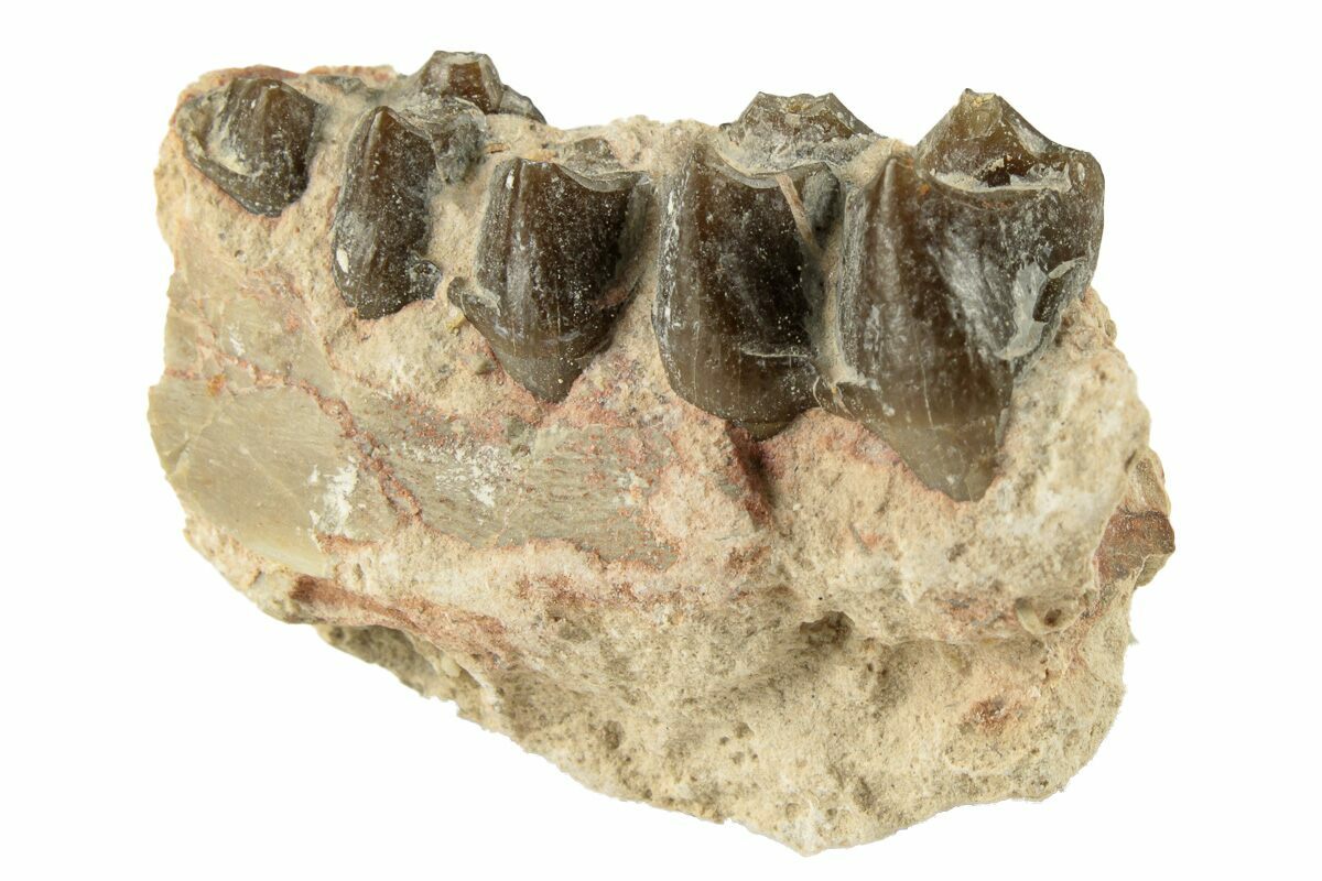 1.35" Oreodont (Merycoidodon) Jaw Section - South Dakota (#268818) For ...