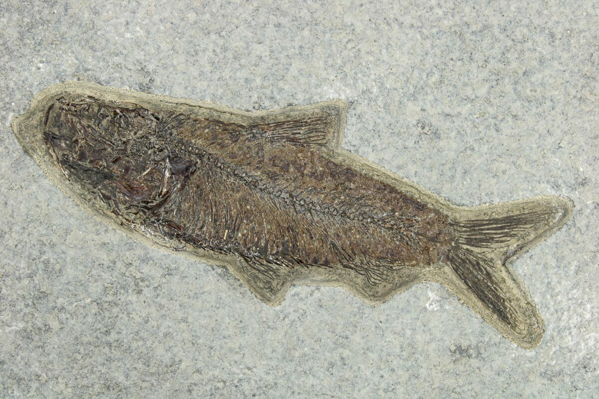 4.4" Detailed Fossil Fish (Knightia) - Bottom Cap Layer (#269765) For ...