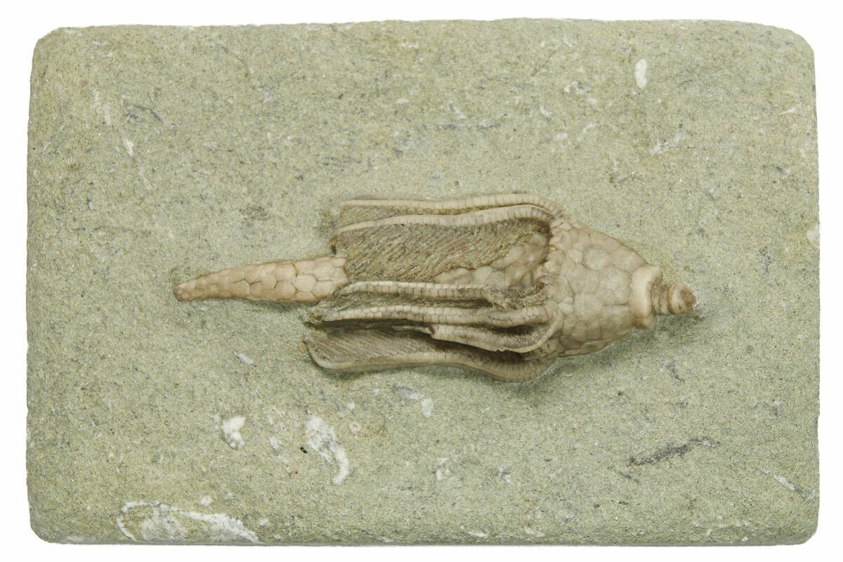 1.4" Fossil Crinoid (Macrocrinus) - Crawfordsville, Indiana (#269724 ...