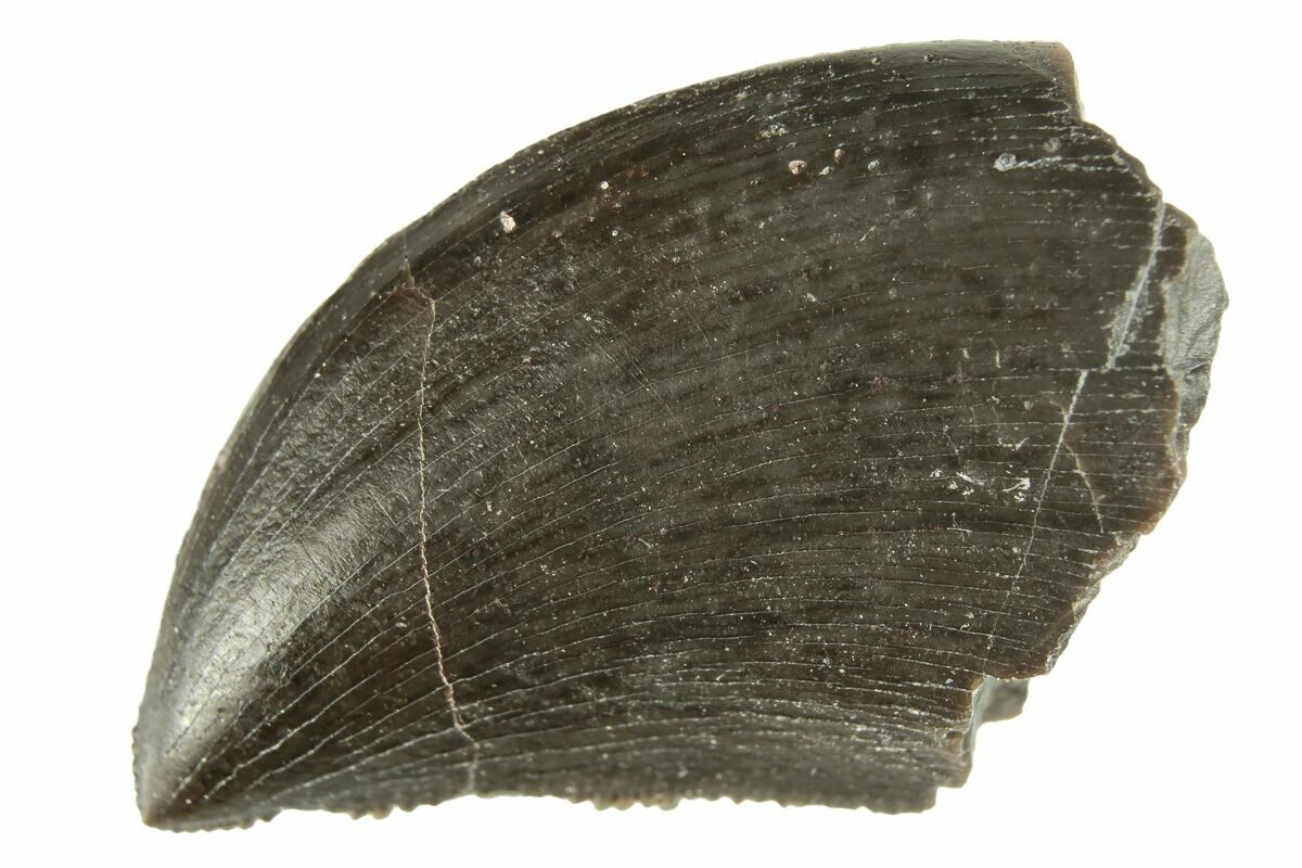 .60" Serrated Dinosaur (Allosaurus) Tooth - Colorado (#269867) For Sale ...