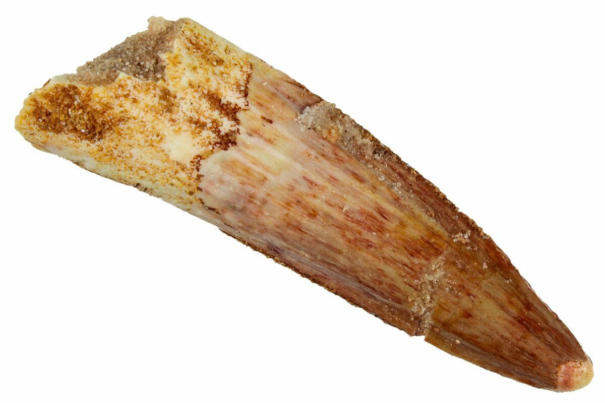 1.52" Fossil Spinosaurus Tooth - Real Dinosaur Tooth (#269195) For Sale ...