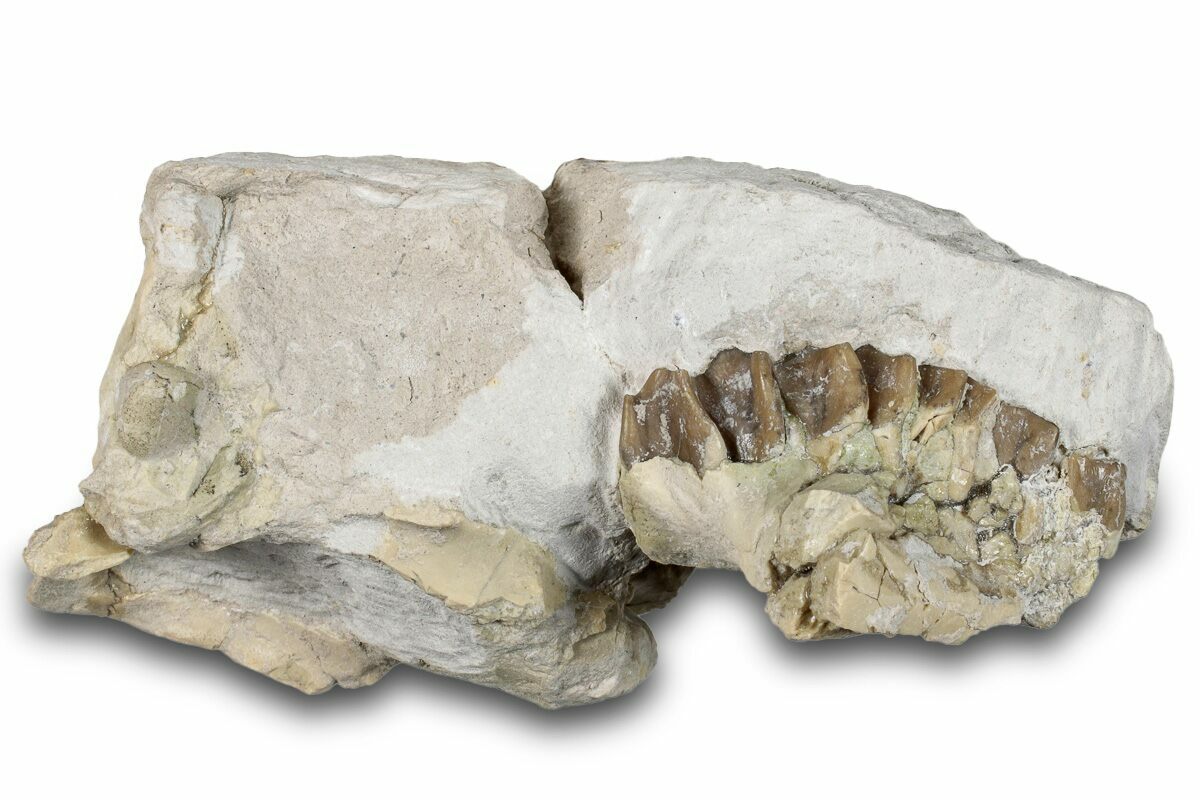 Bargain 4" Fossil Oreodont (Leptauchenia) Upper Skull - South Dakota ...