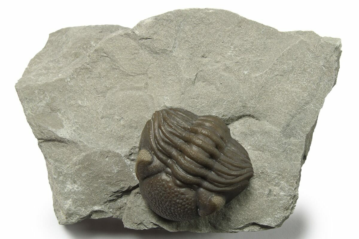 1.2" Wide, Enrolled Eldredgeops Trilobite - Removable From Rock ...