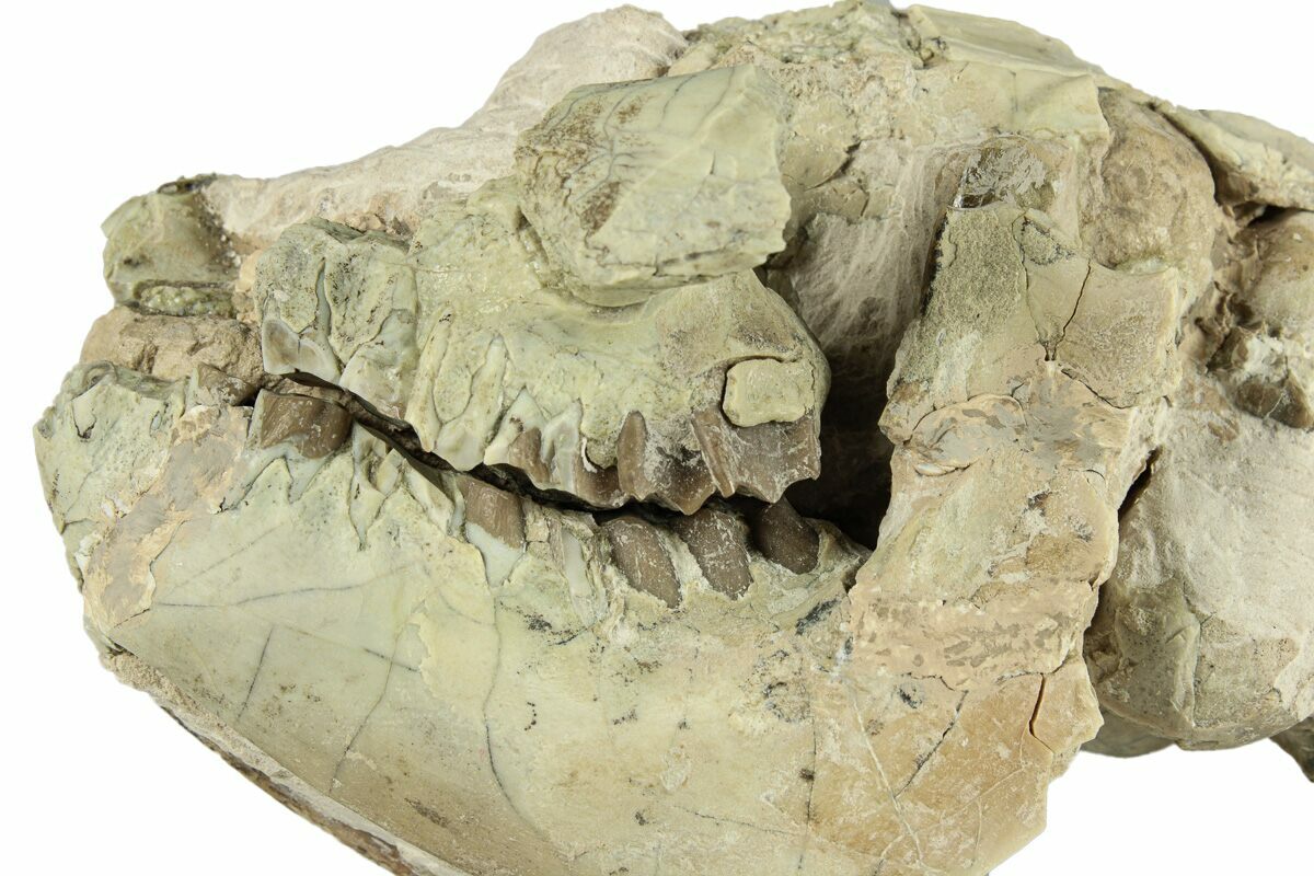 3.6" Fossil Oreodont (Leptauchenia) Partial Skull - South Dakota ...