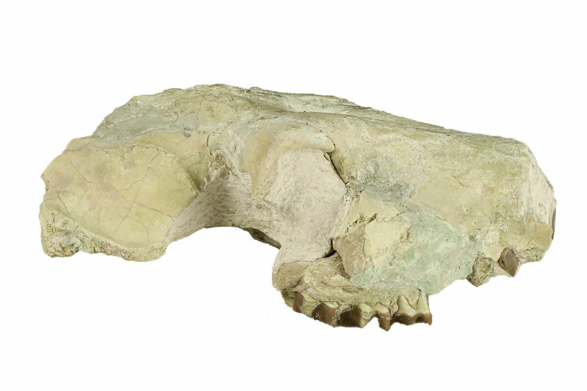 6.7" Partial Oreodont (Merycoidodon) Upper Skull - South Dakota ...
