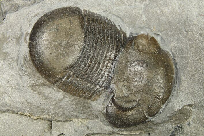 .75" Bumastus Ioxus Trilobite Fossil - New York (#270093) For Sale ...