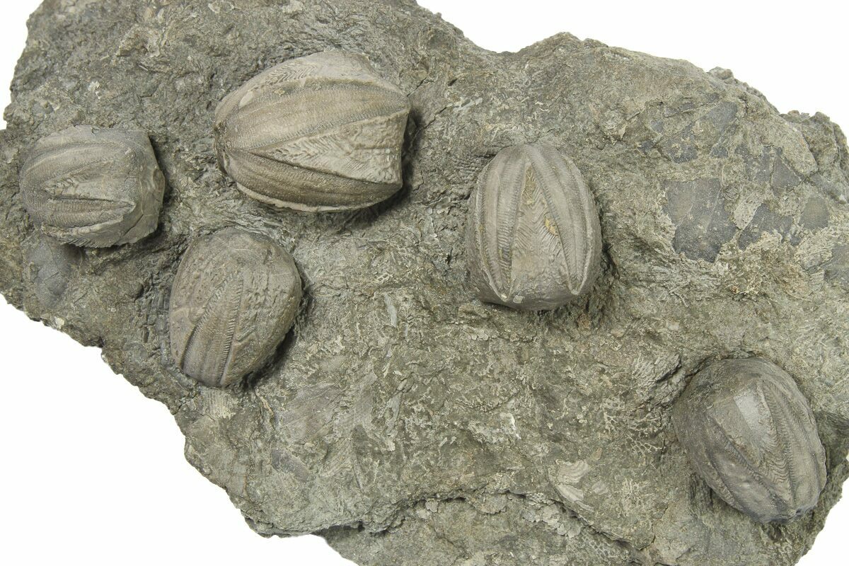 3.8" Plate of Blastoid (Pentremites) Fossils - Oklahoma (#270099) For ...