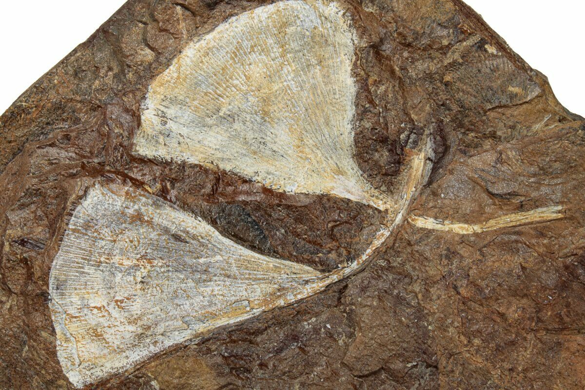 Three Paleocene Fossil Ginkgo Leaves - North Dakota (#270203) For Sale ...