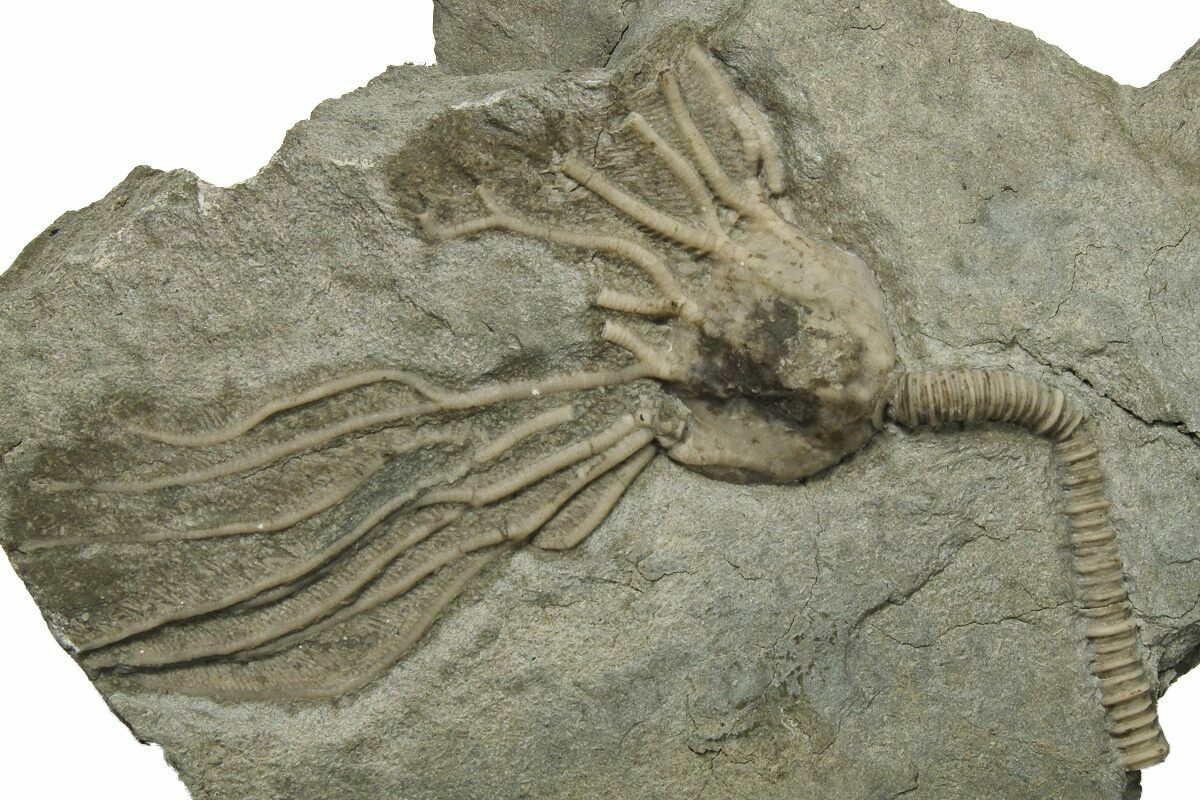 3 1 Ordovician Fossil Crinoid Glyptocrinus Ontario 270063 For
