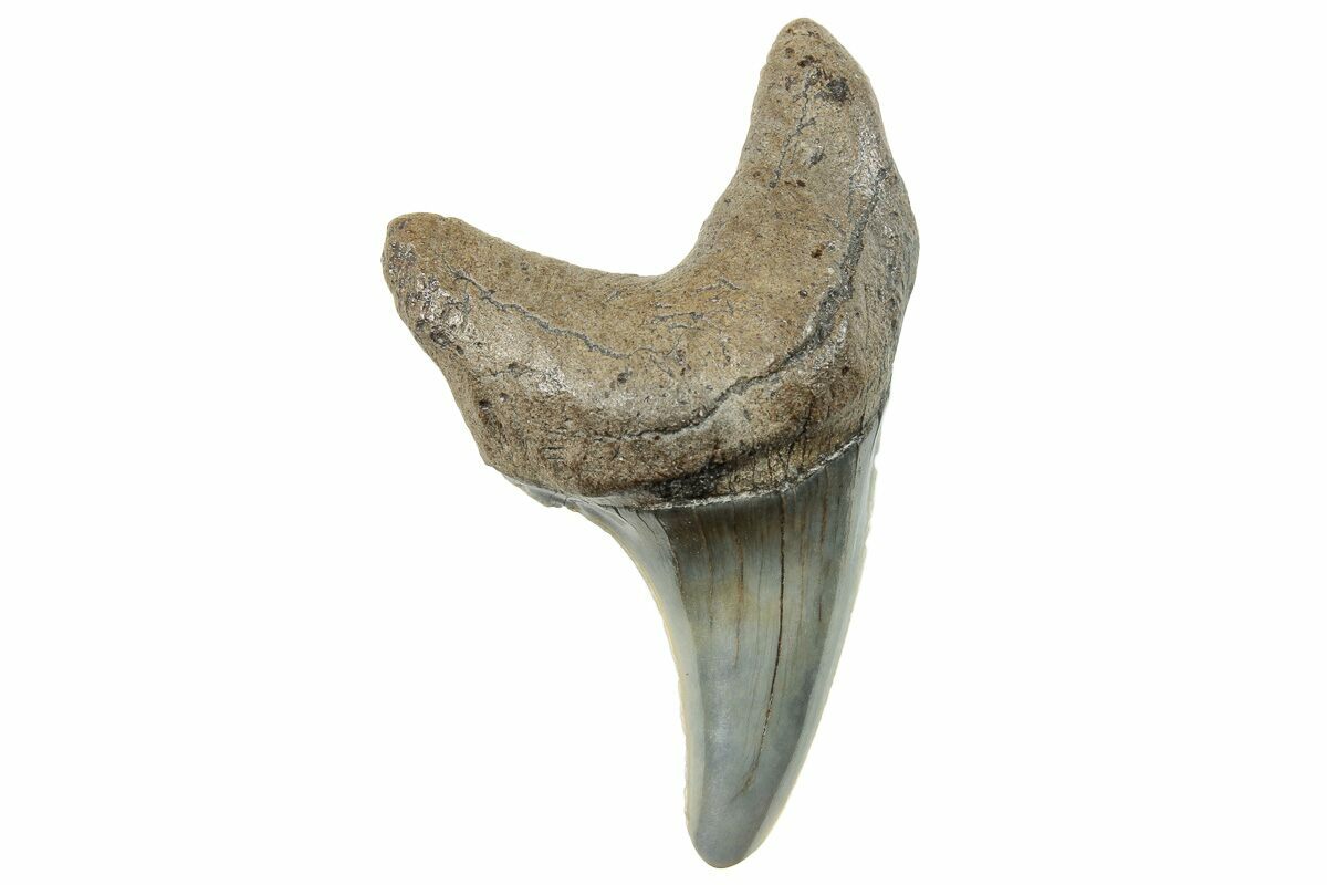 Rare, 1.46" Fossil Shark (Parotodus) Tooth - South Carolina (#270057 ...