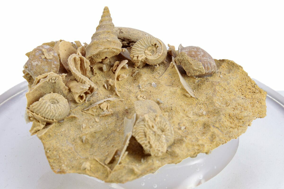 2" Miniature Fossil Cluster (Ammonites, Brachiopods) - France (#270481 ...