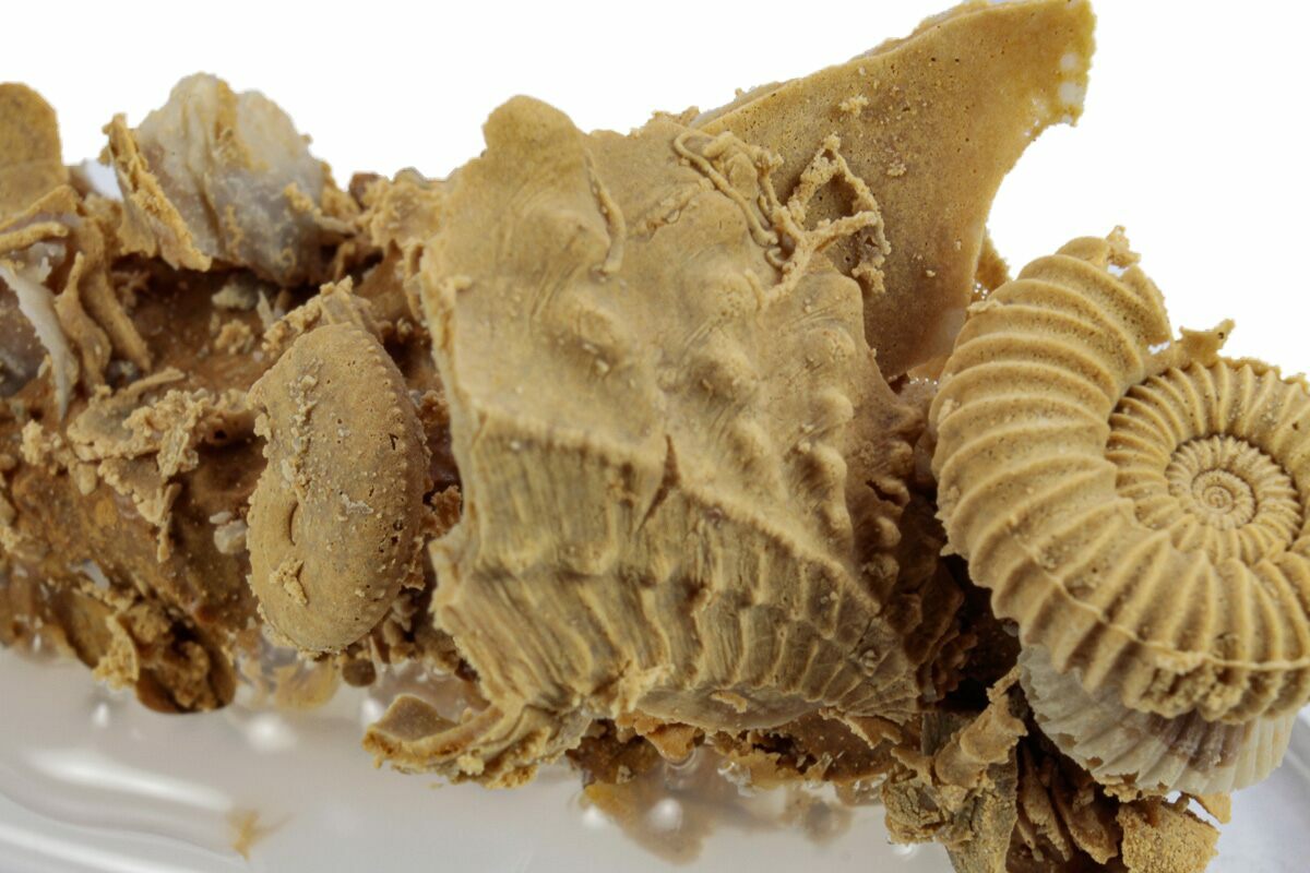 3.1" Miniature Fossil Cluster (Ammonites, Urchin) - France (#270485 ...