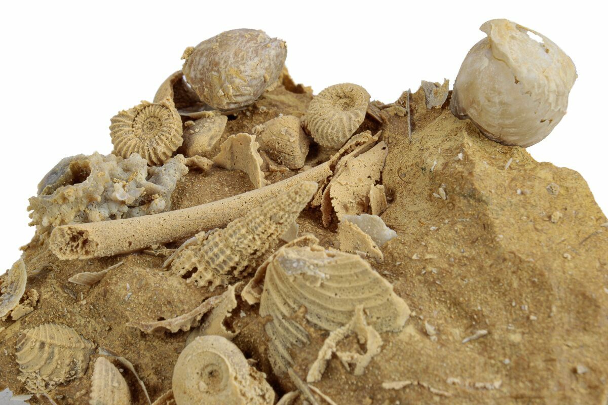 2.7" Miniature Fossil Cluster (Ammonites, Scaphopod) - France (#270524 ...