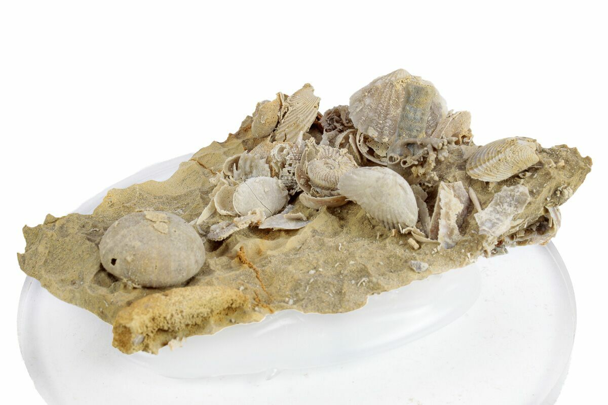 3.6" Miniature Fossil Cluster (Ammonites, Urchin) - France (#270564 ...