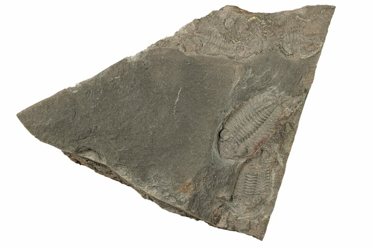 5.8" Ordovician Trilobite Mortality Plate (Pos/Neg) - Morocco (#267477 ...