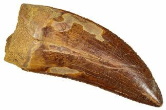 Carcharodontosaurus Teeth For Sale - FossilEra.com