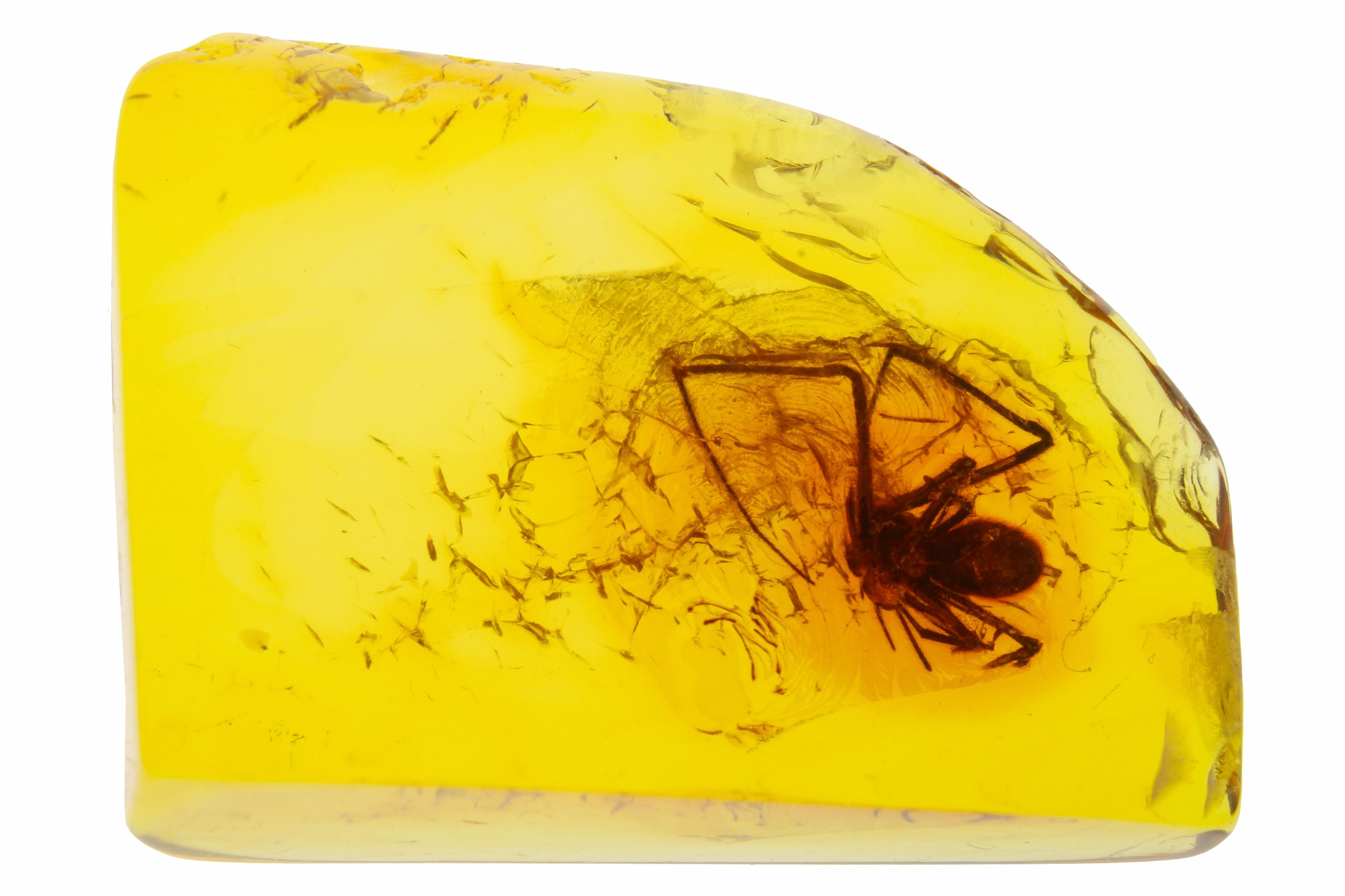 Fossil Spider (Araneae) in Baltic Amber (#270836) For Sale - FossilEra.com