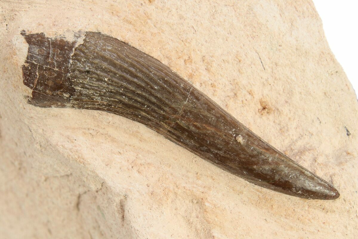.83" Fossil Polycotylid Plesiosaur (Thililua?) Tooth - Asfla, Morocco ...