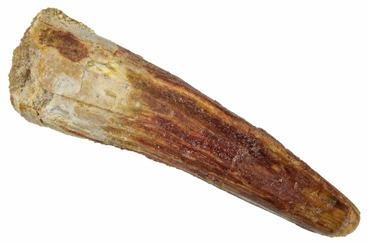 1.63" Fossil Spinosaurus Tooth - Real Dinosaur Tooth (#269300) For Sale ...