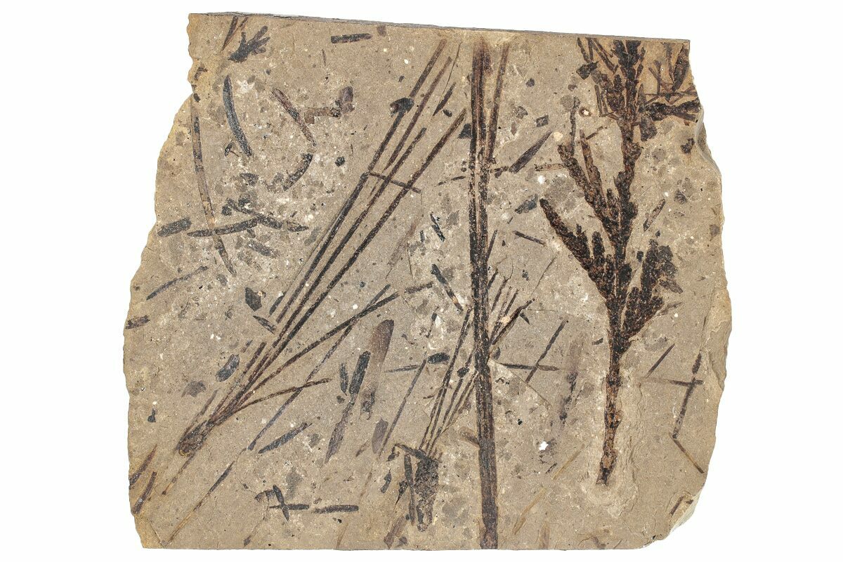 3.15" Conifer Needle Fossil Plate - McAbee, BC (#271358) For Sale ...