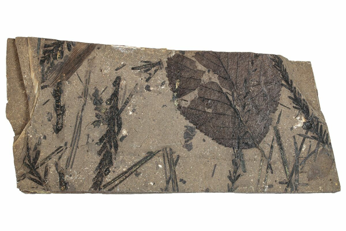4.85" Fossil Flora Plate - McAbee, BC (#271370) For Sale - FossilEra.com