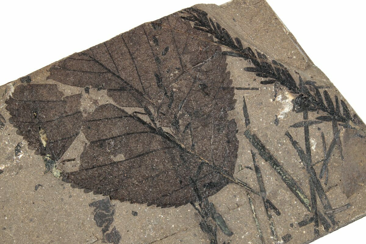 4.85" Fossil Flora Plate - McAbee, BC (#271370) For Sale - FossilEra.com