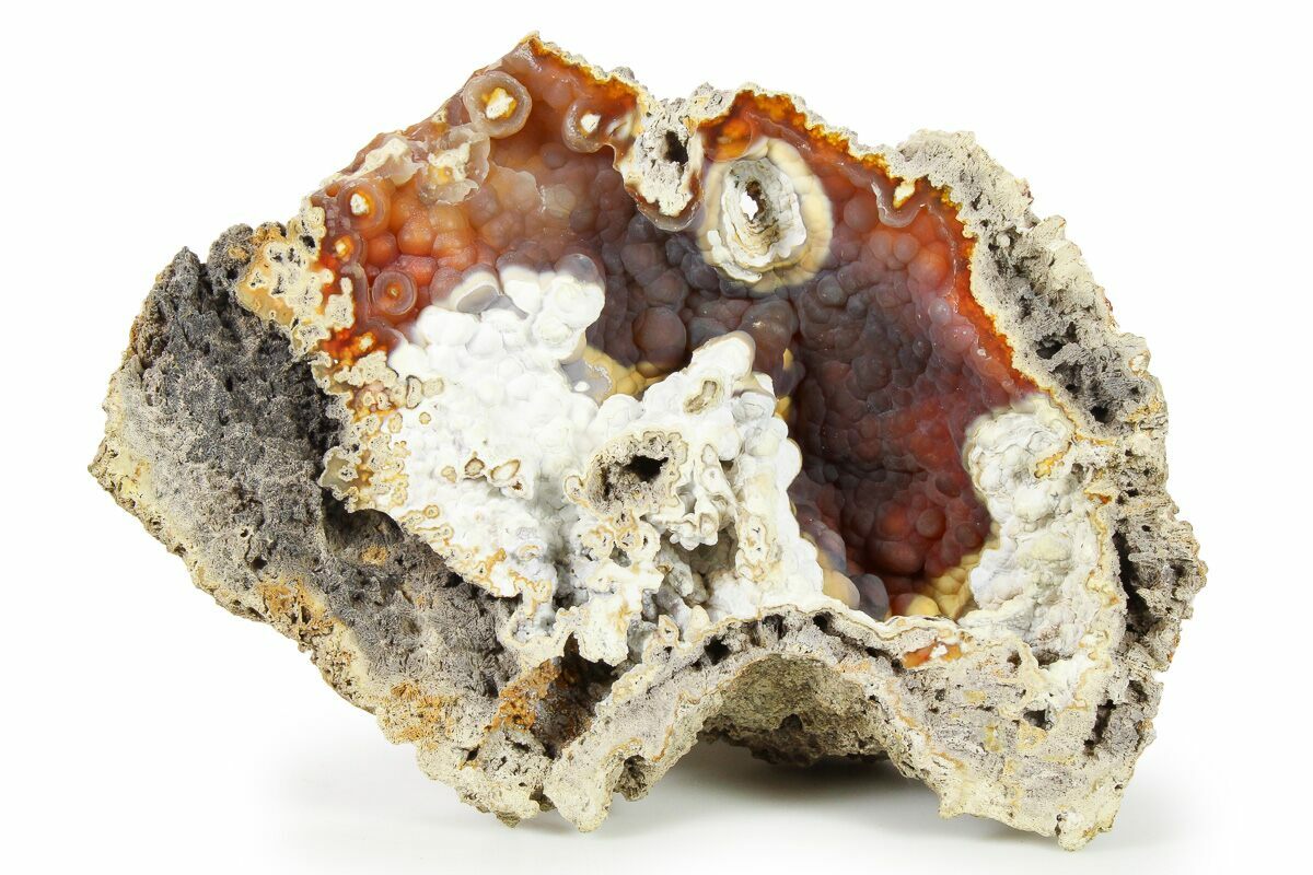 6.75" Agatized Fossil Coral Geode - Florida (#271614) For Sale ...