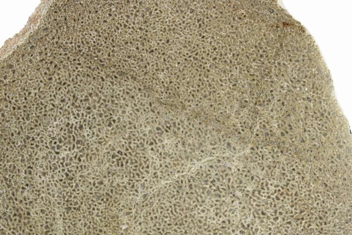 3.95" Polished Dinosaur Bone (Gembone) Slab - Morocco (#271422) For ...