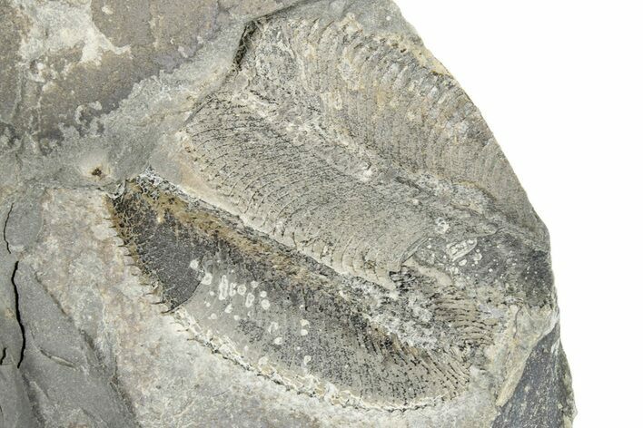 Ordovician Graptolite (Phyllograptus) Fossils - Utah (#271684) For Sale ...
