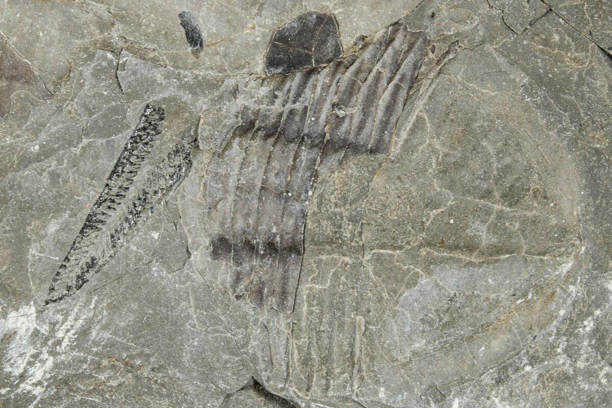 5.1" Ordovician Graptolite (Didymograptus) Plate - Utah (#271750) For ...
