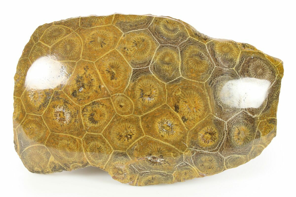 4" Polished Fossil Coral (Actinocyathus) Head - Morocco (#271834) For ...