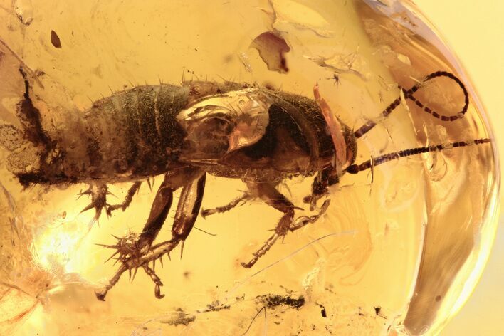 Detailed Fossil Cockroach (Blattodea) In Baltic Amber - Rare! (#272154 ...