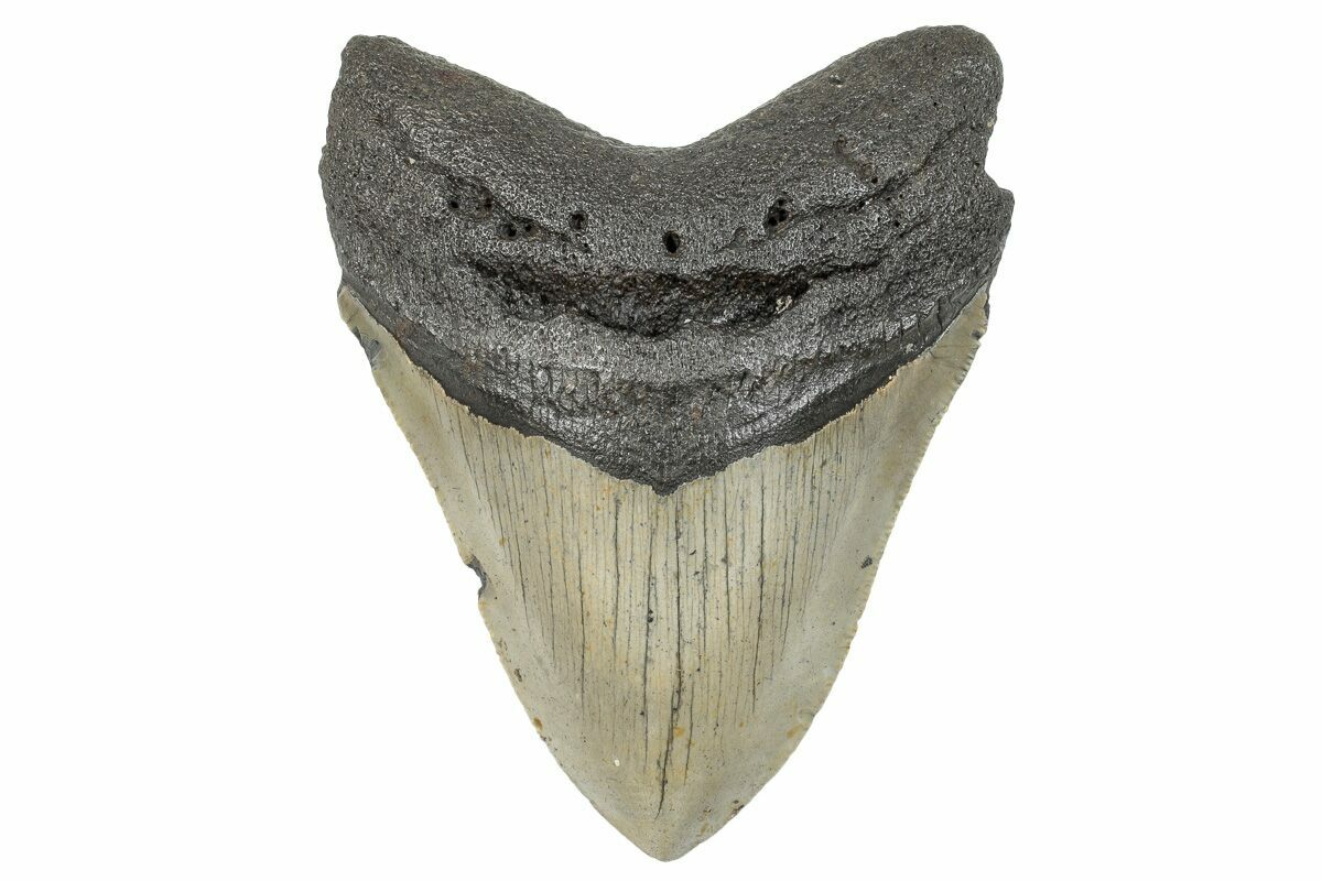 Serrated, 3.83" Fossil Megalodon Tooth - North Carolina (#272061) For ...