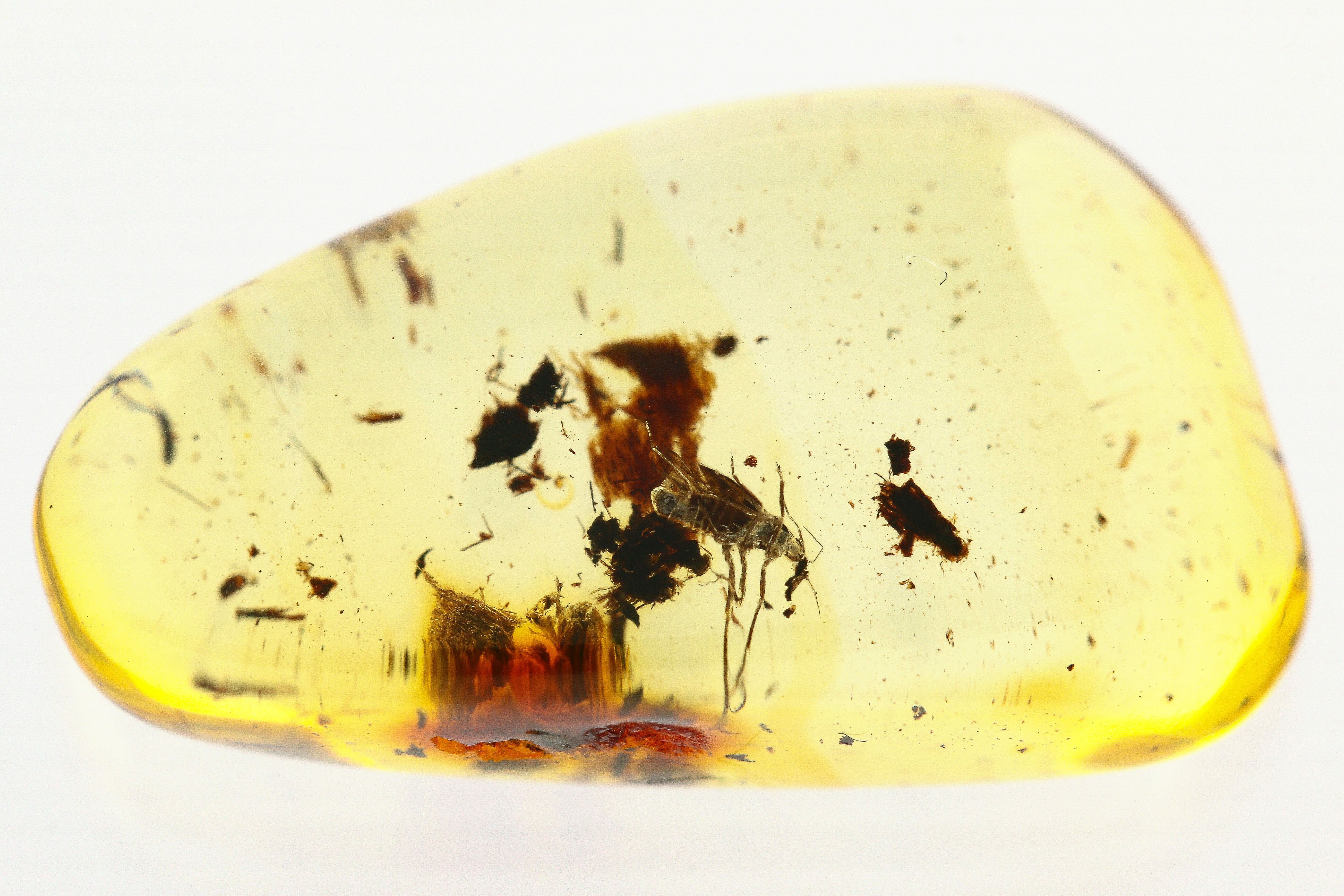 Fossil Flower Bug (Anthocoridae) In Baltic Amber (#272172) For Sale ...