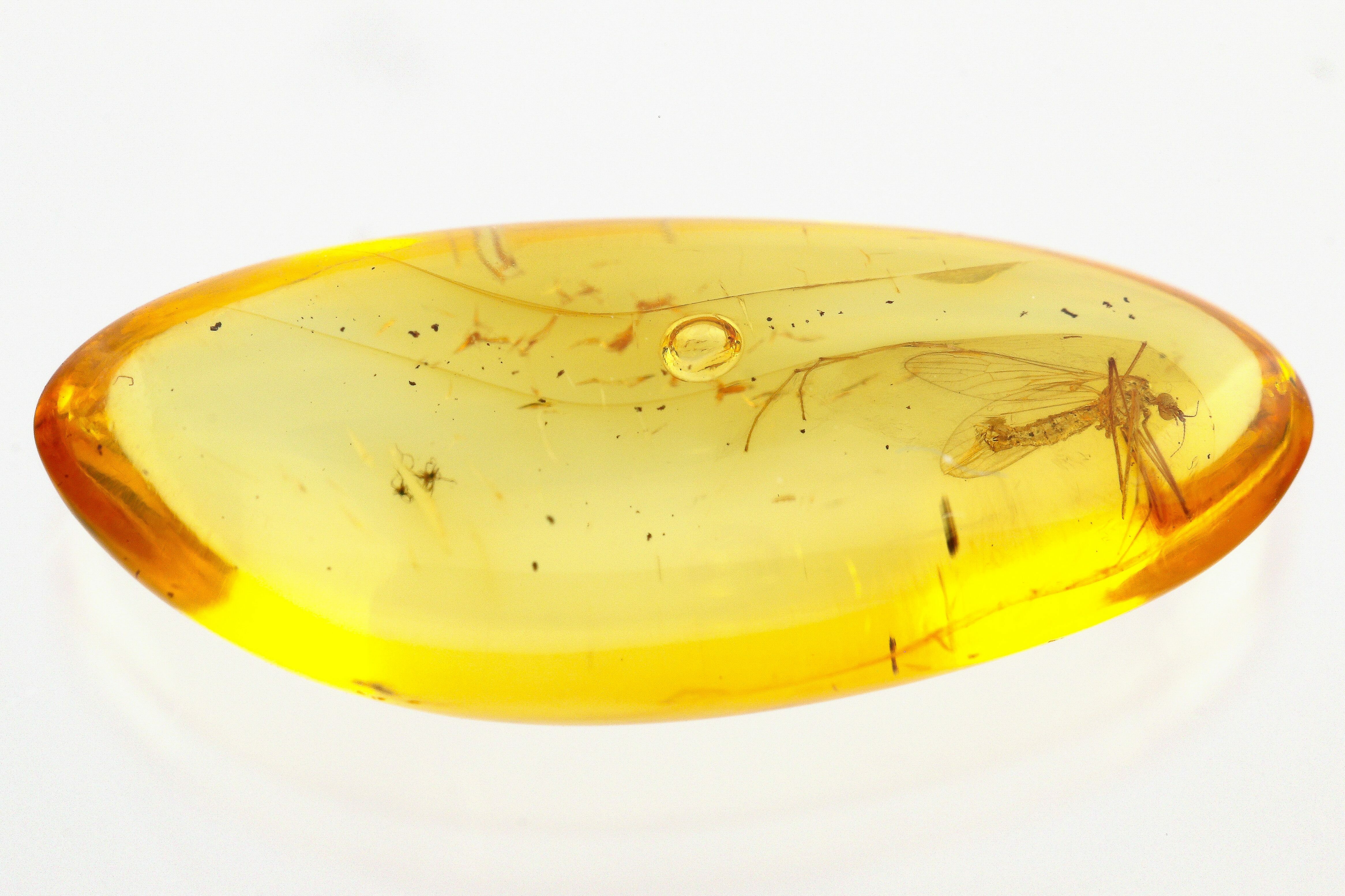 Fossil Crane Fly (Limoniidae) In Baltic Amber (#272203) For Sale ...