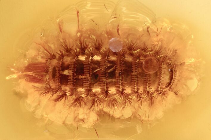 Detailed Fossil Soft Millipede (Polyxenidae) in Baltic Amber (#272630 ...