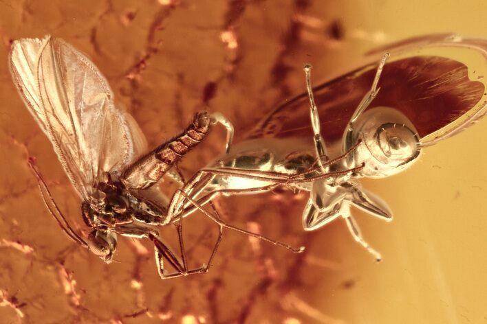 Detailed Fossil Ant and Fungus Gnat in Baltic Amber (#273209) For Sale ...