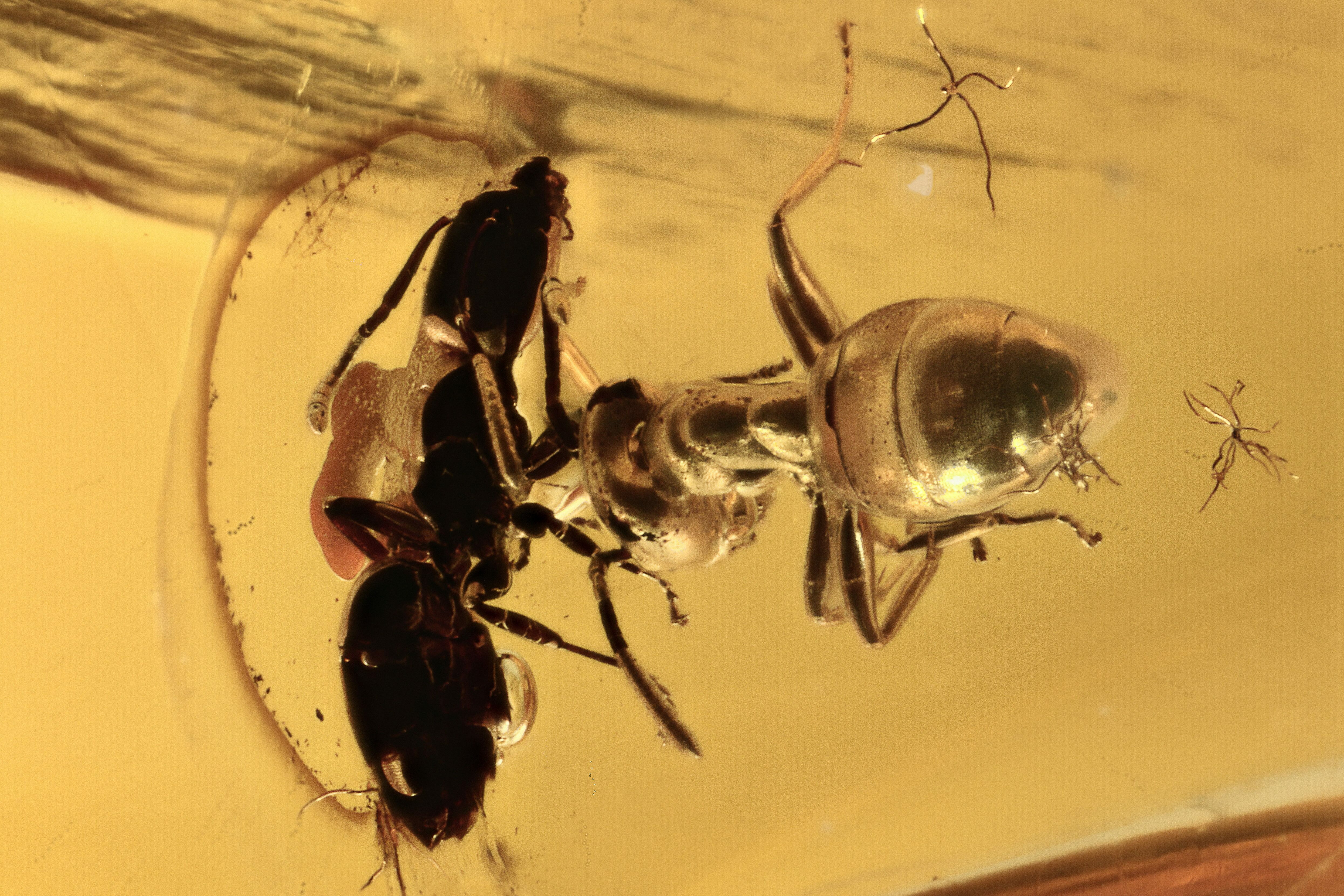 Two Detailed Fossil Ants (Formicidae) In Baltic Amber (#273269) For ...