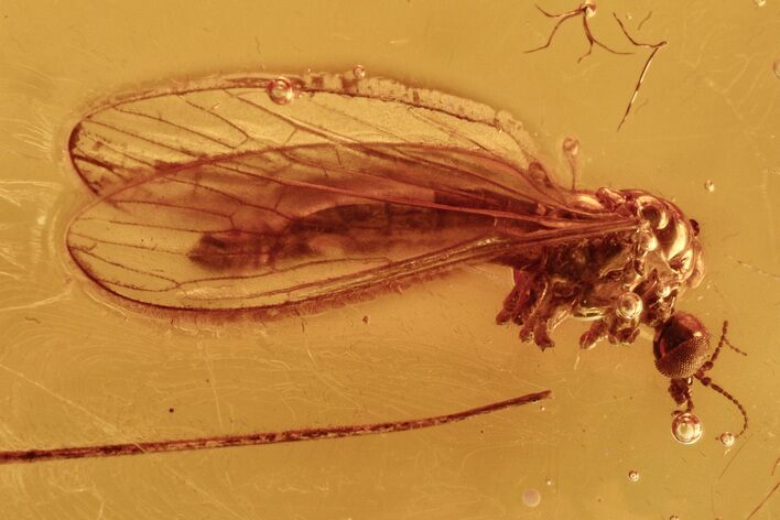 Fossil Crane Fly (Limoniidae) In Baltic Amber (#273271) For Sale ...