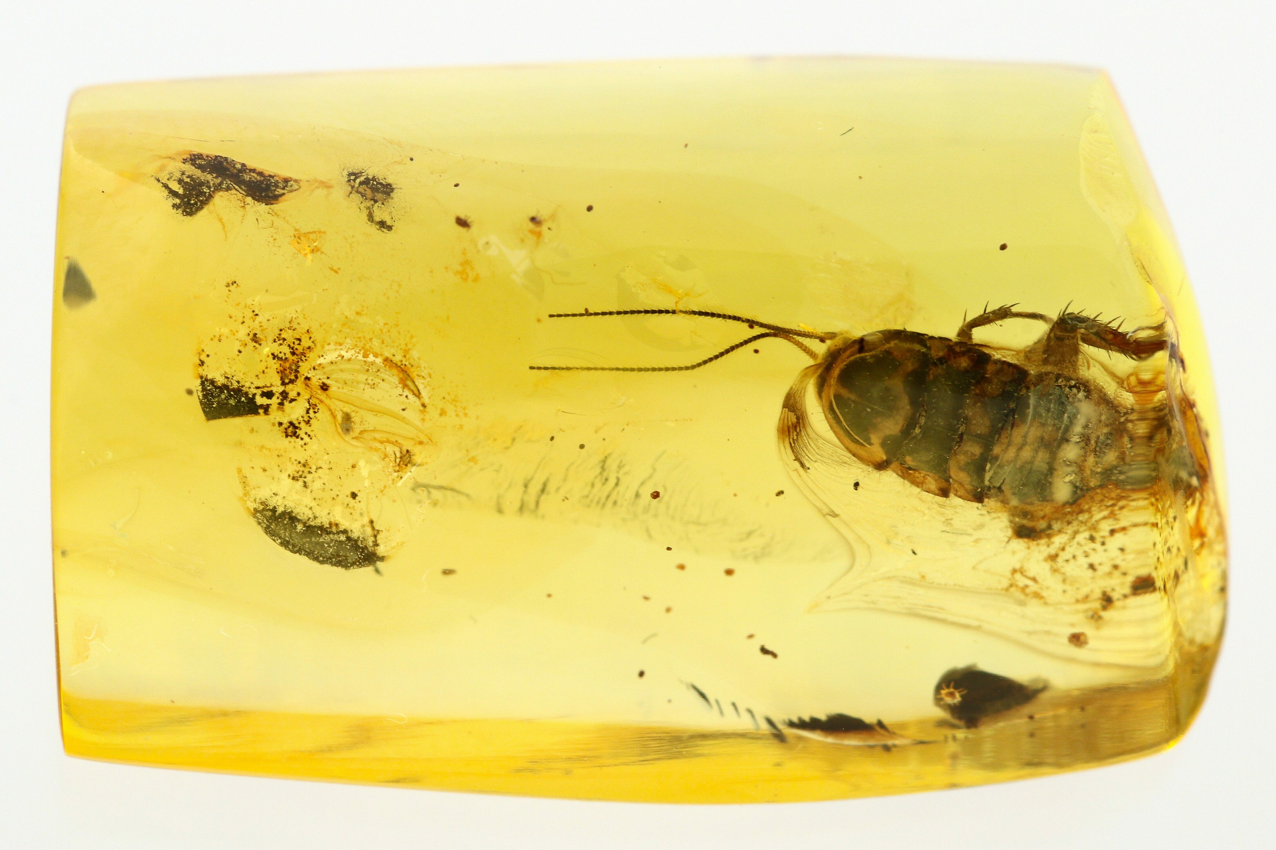 Detailed Fossil Cockroach (Blattodea) In Baltic Amber - Rare! (#273278 ...