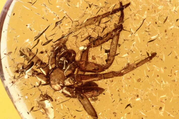 Fossil Spider Exuvia (Araneae) In Baltic Amber (#273352) For Sale ...