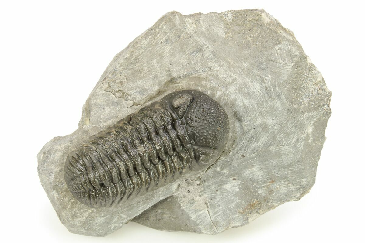 2.1" Detailed Morocops Trilobite - Ofaten, Morocco (#273415) For Sale ...