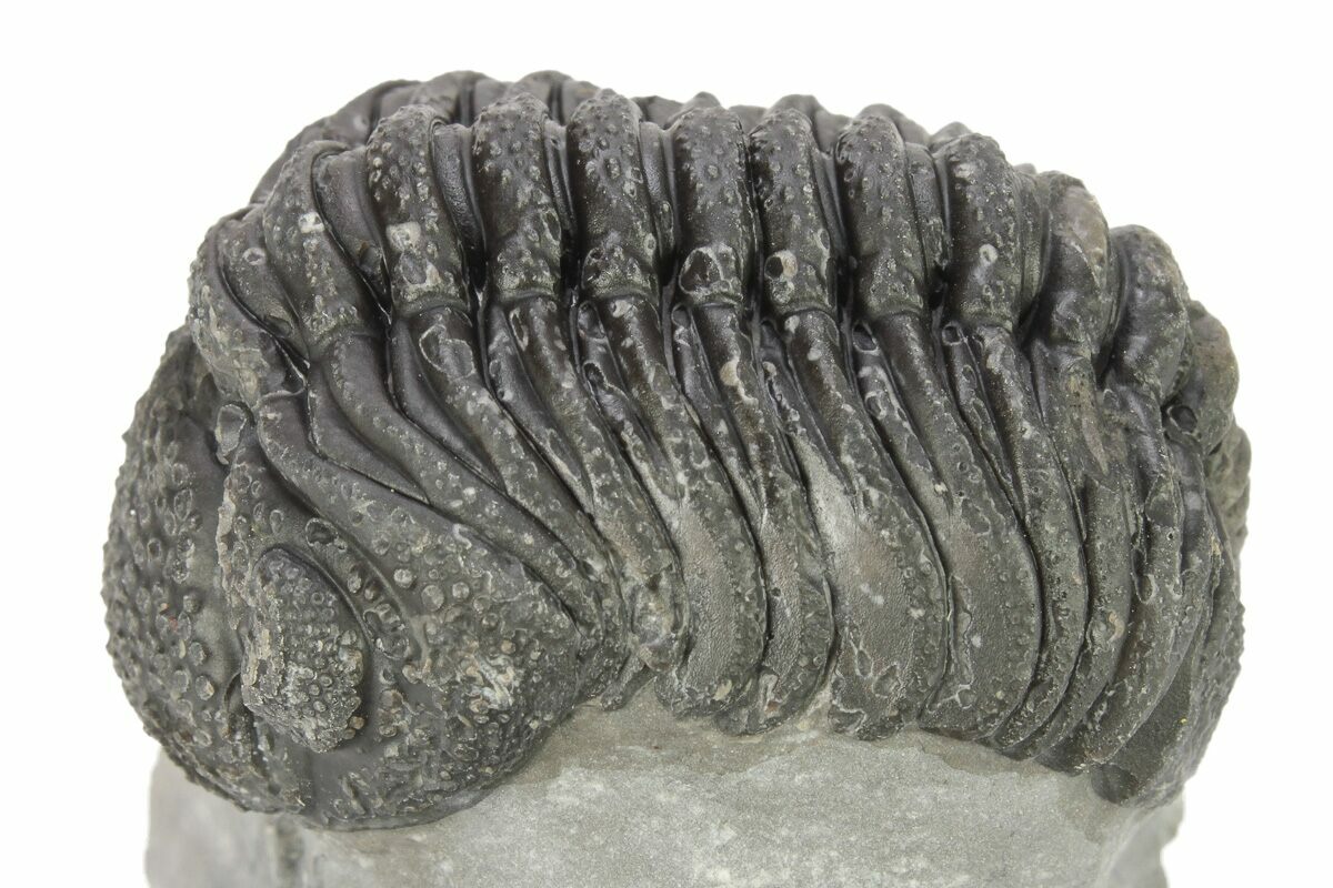 1.8" Bumpy Phacopid (Morocops) Trilobite - Beautiful Shell Color ...