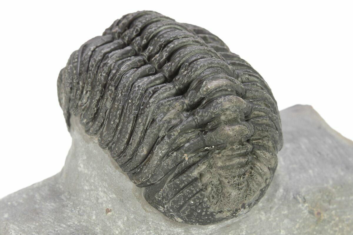 1.8" Bumpy Phacopid (Morocops) Trilobite - Beautiful Shell Color ...