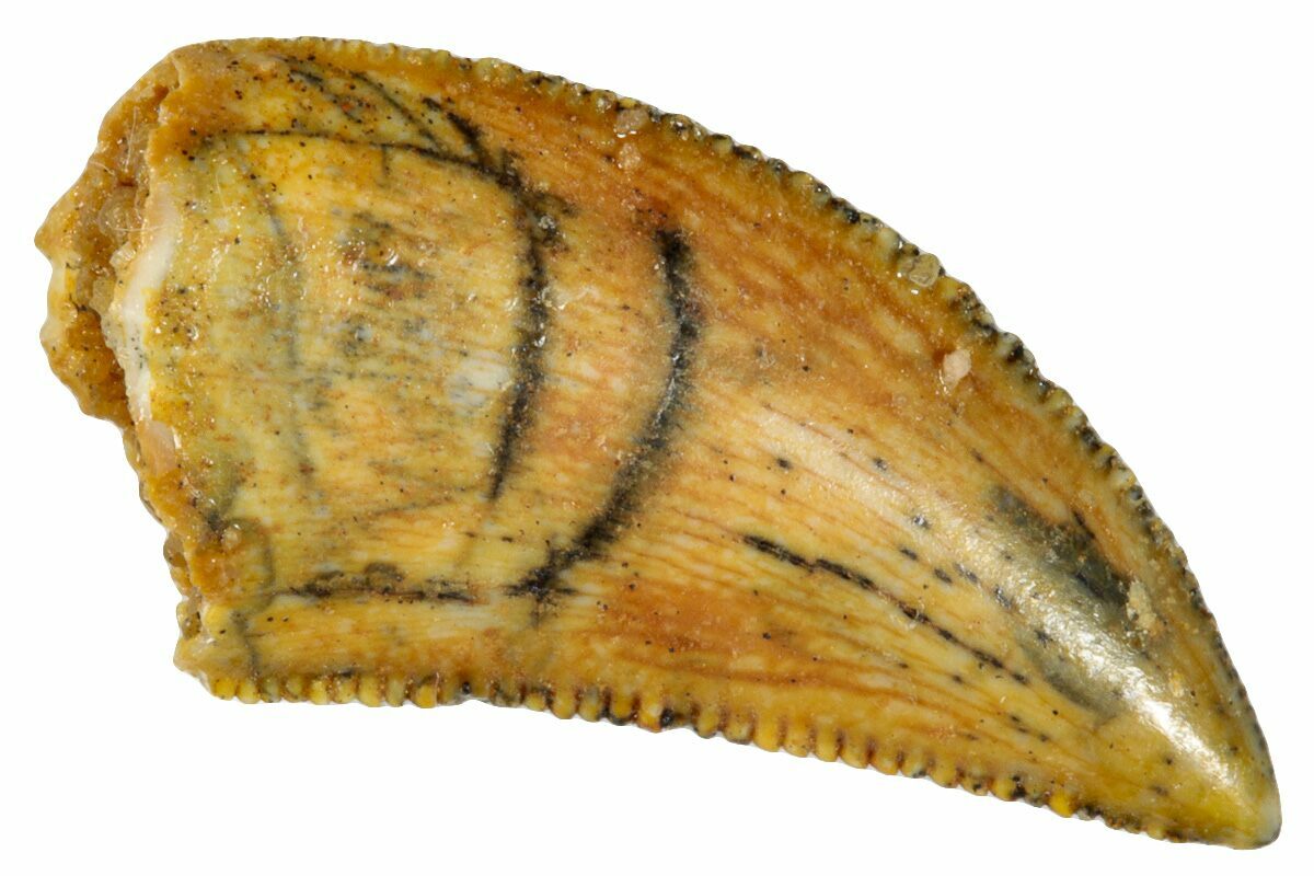 Serrated, .65" Raptor Tooth - Real Dinosaur Tooth (#273533) For Sale ...