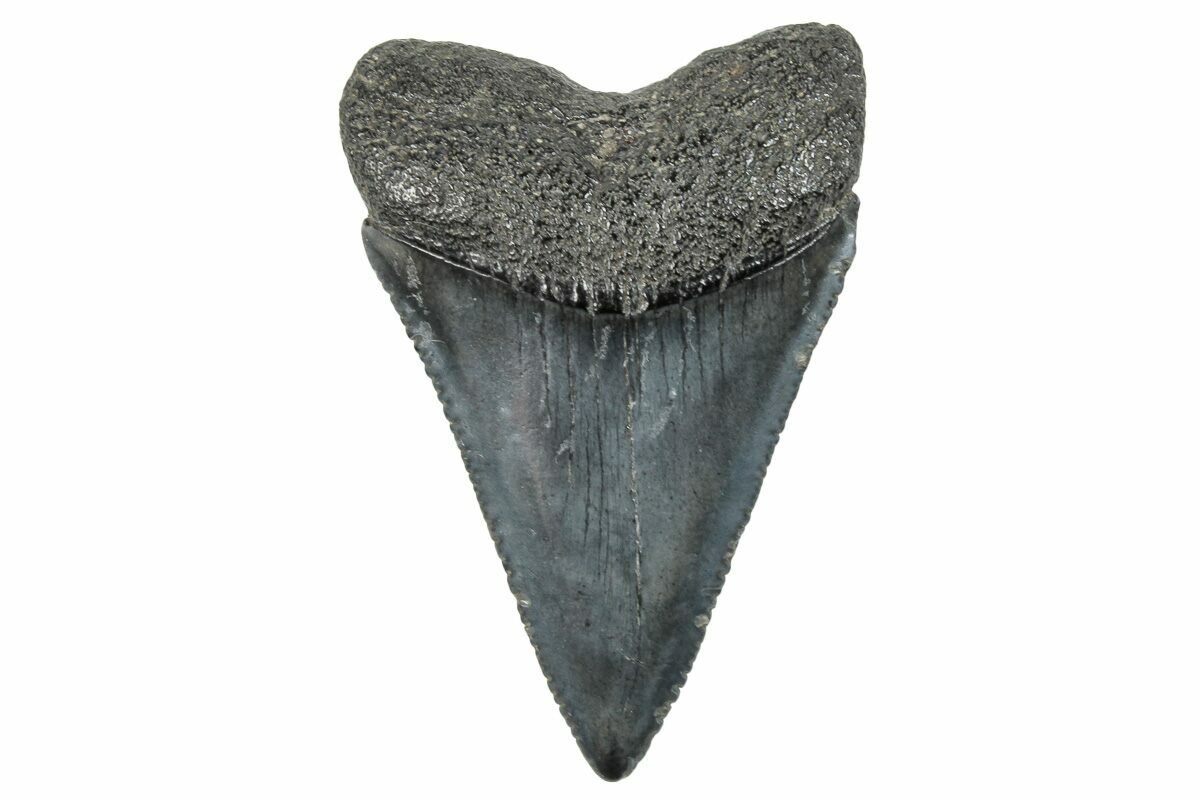 Serrated 222 Fossil Great White Shark Tooth South Carolina 273860 For Sale