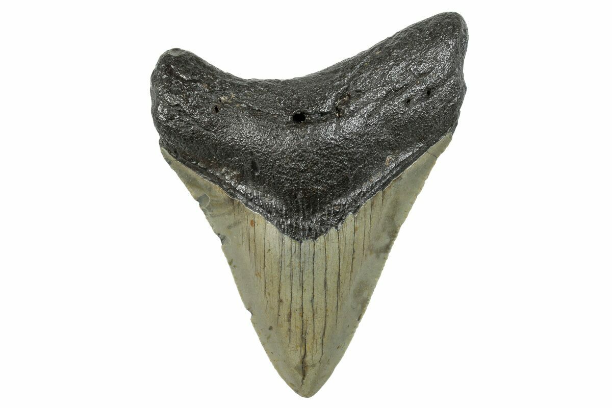 Serrated, 3.33" Fossil Megalodon Tooth - North Carolina (#273868) For ...