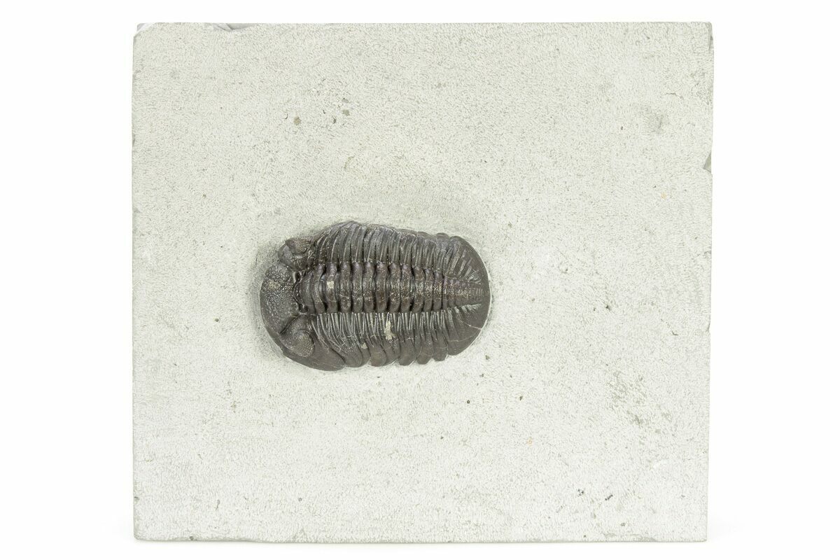 2.05" Eldredgeops Trilobite - Paulding, Ohio (#274037) For Sale ...